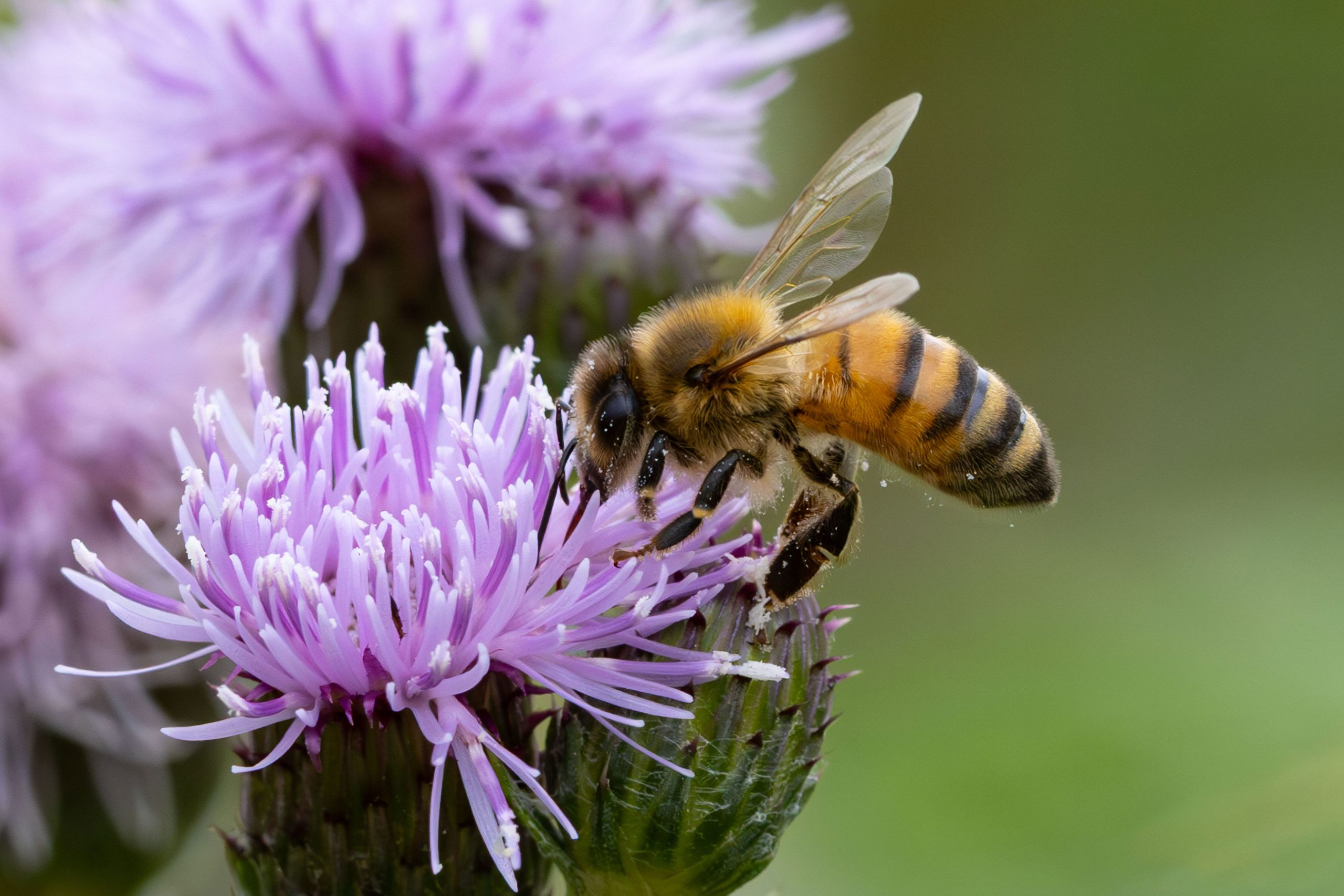 Bee Sweet — Macro Honeybee on Purple Thistle Digital Artwork